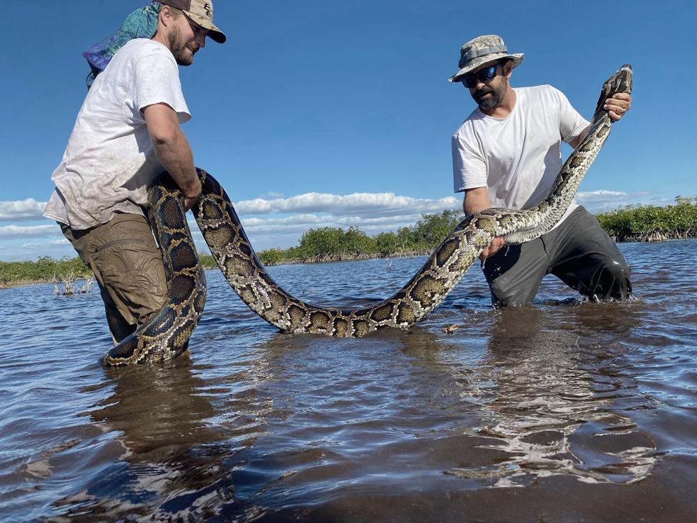 Biólogos hallan la pitón birmana -serpiente- más pesada en florida